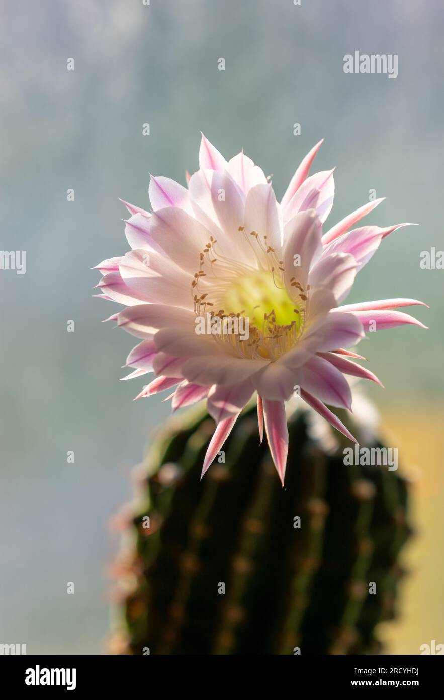 Big pink flower hi-res stock photography and images - Alamy