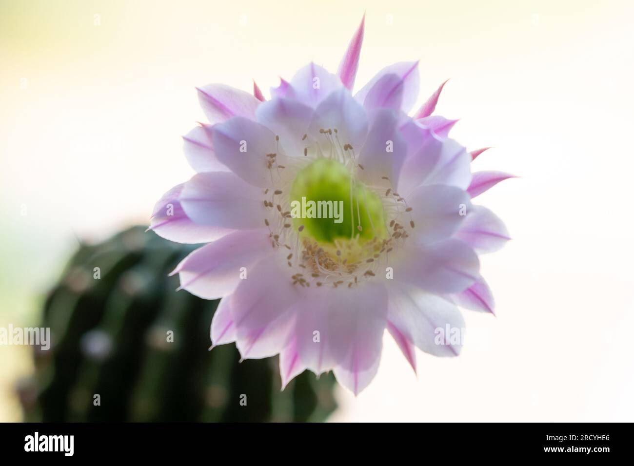 Big pink flower hi-res stock photography and images - Alamy