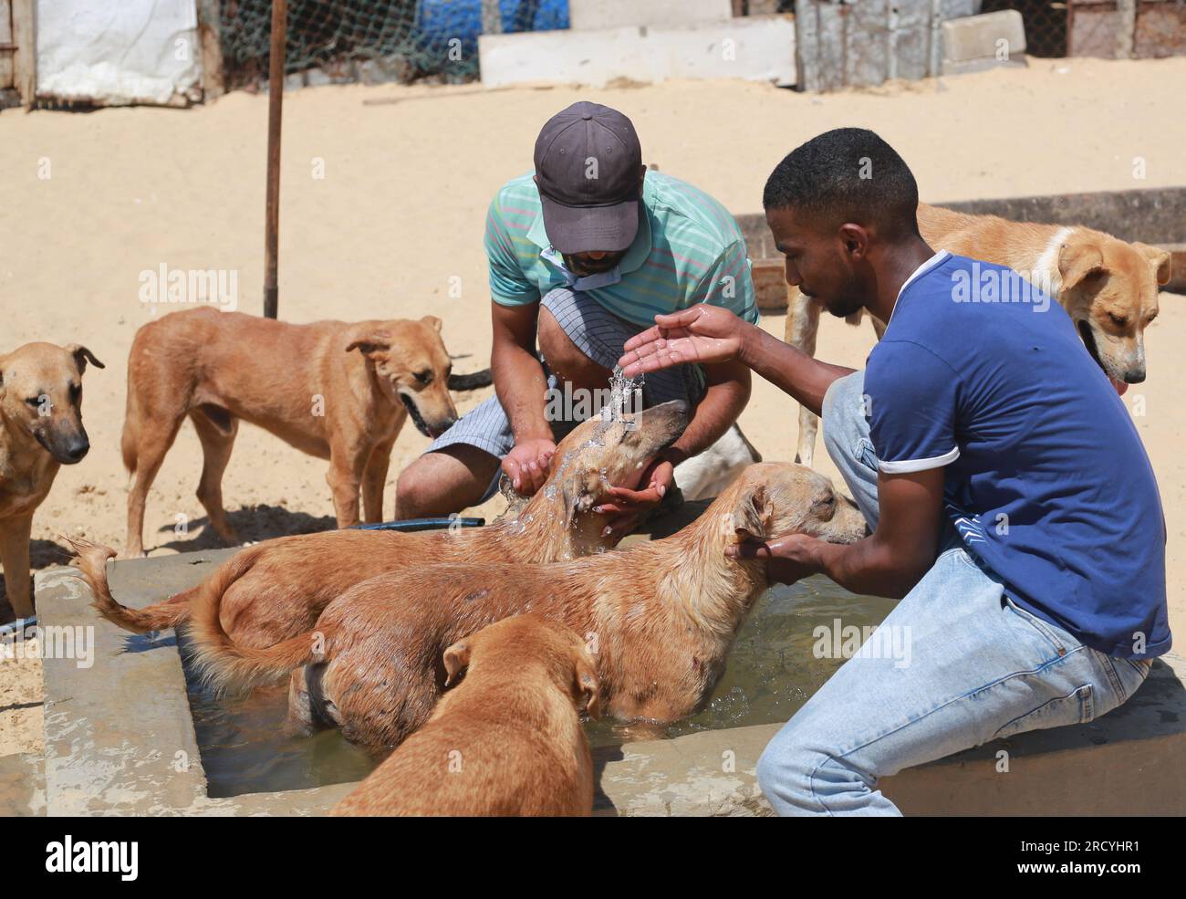 Gaza, Palestine. 17th July, 2023. Palestinian men cool off dogs with ...