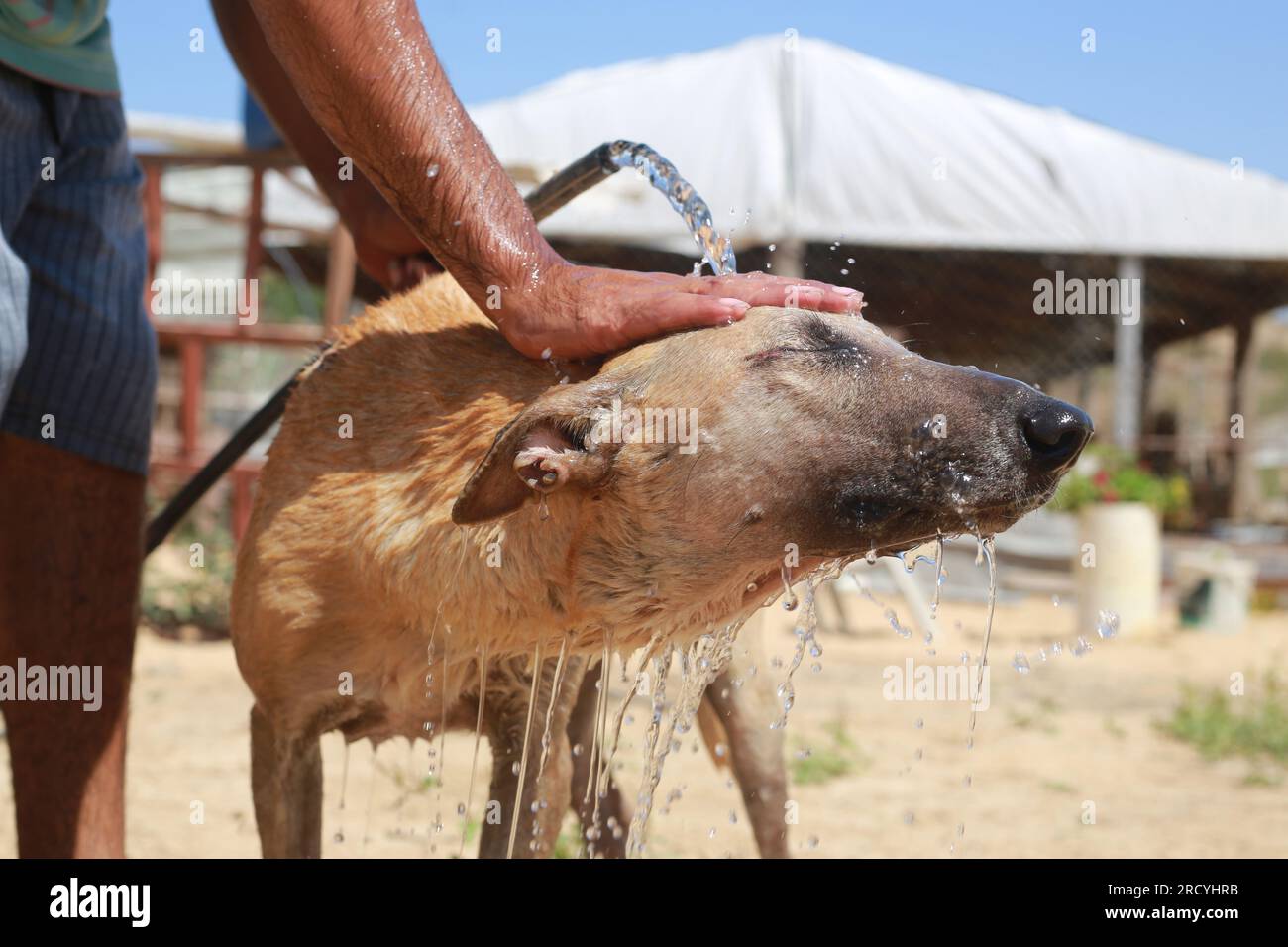 Palestine dogs hi-res stock photography and images - Alamy