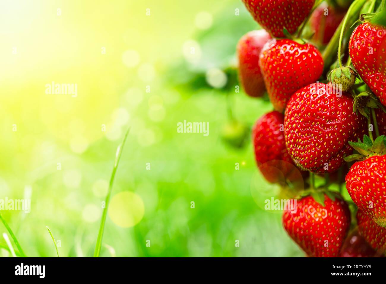Fresh red strawberry fruit Stock Photo - Alamy