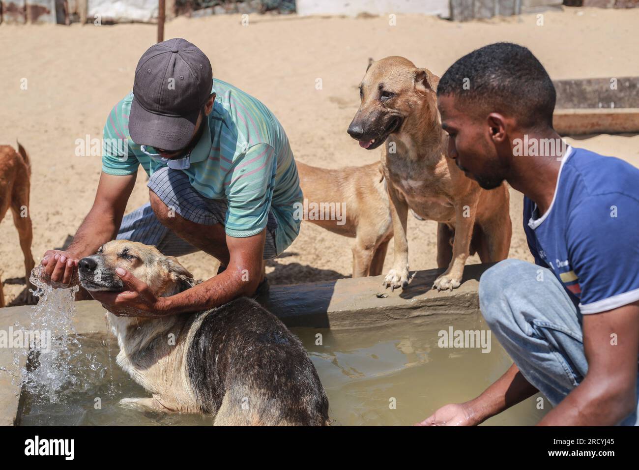 Gaza, Palestine. 17th July, 2023. Palestinian men cool off dogs with ...