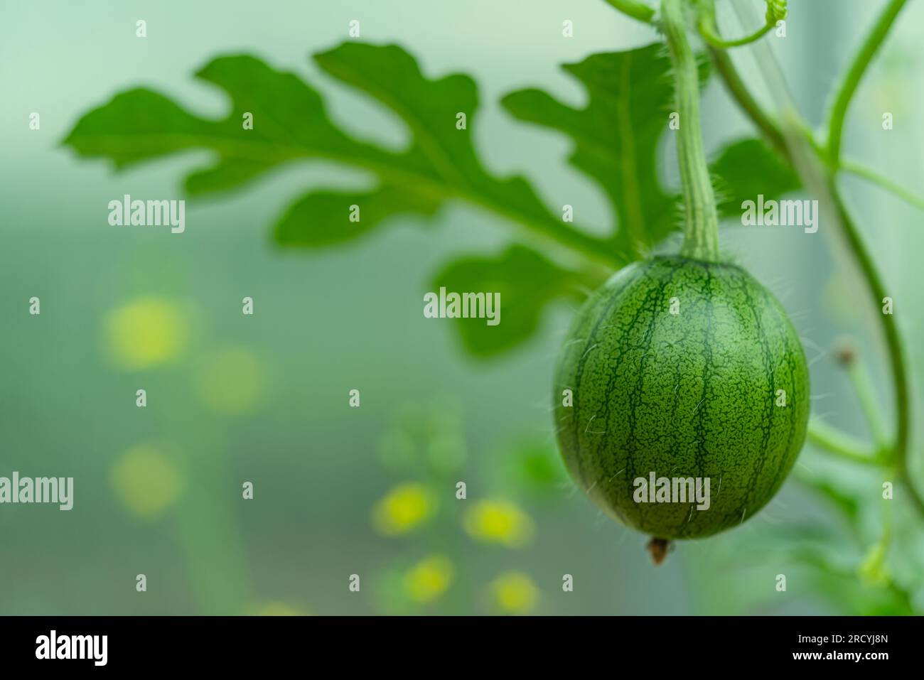 Little melon tree hi-res stock photography and images - Alamy