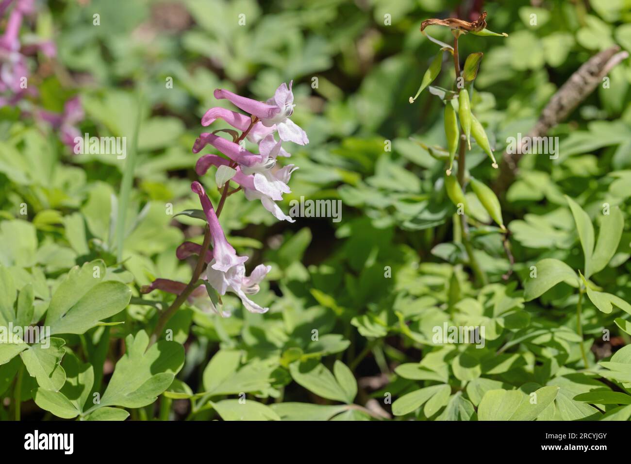 Pink hollowroot (Coridalis cava Stock Photo - Alamy