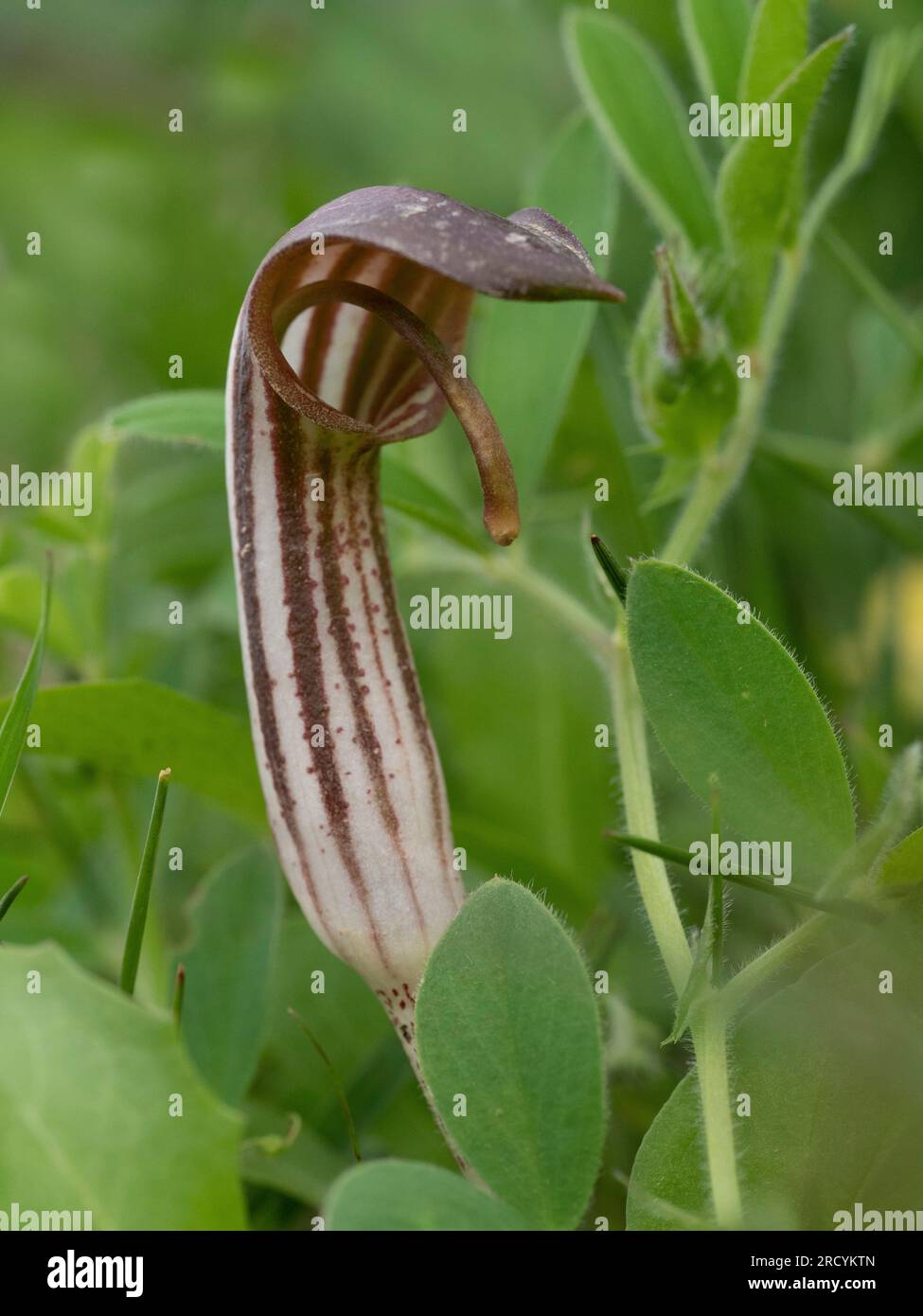 Friars cowl arisarum vulgare hi-res stock photography and images - Alamy
