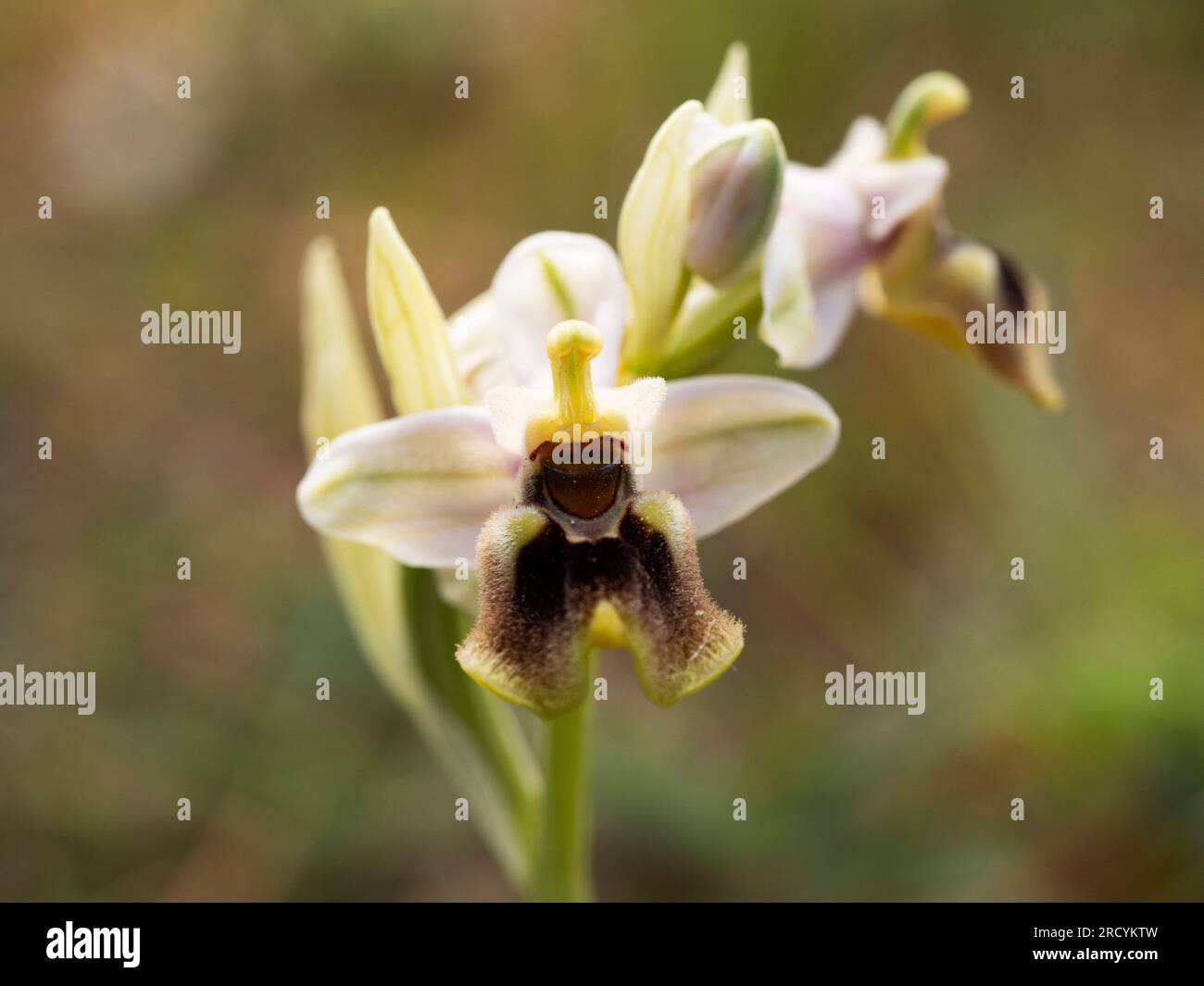 Sawfly orchid (Ophrys tenthredinifera) in flower, Gious Kambos, near ...