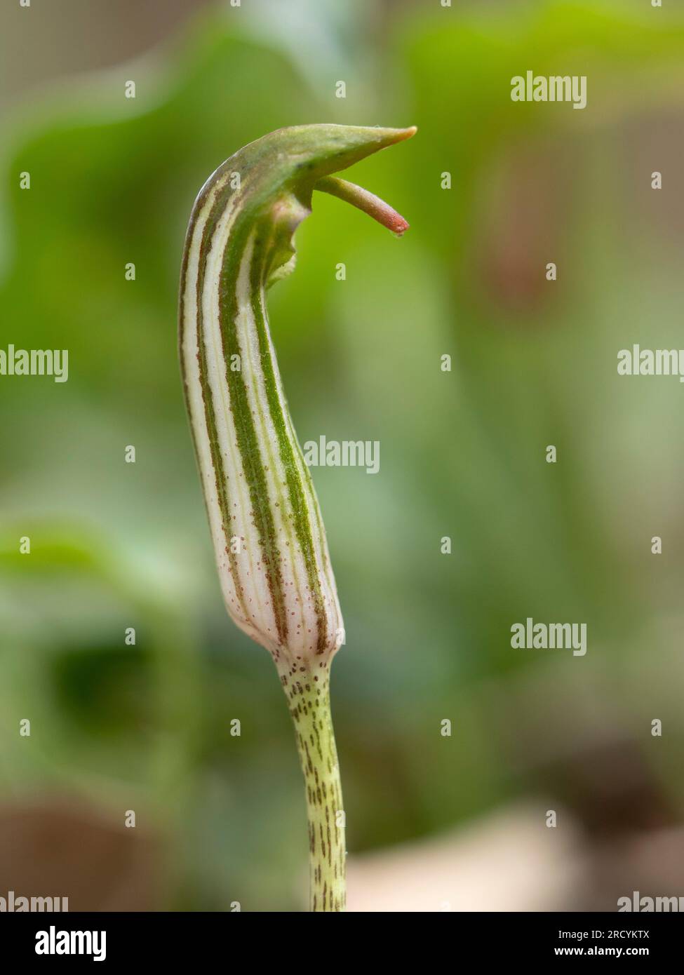 Friar's Cowl or Larus (Arisarum vulgare) Crete, Greece, April Stock ...