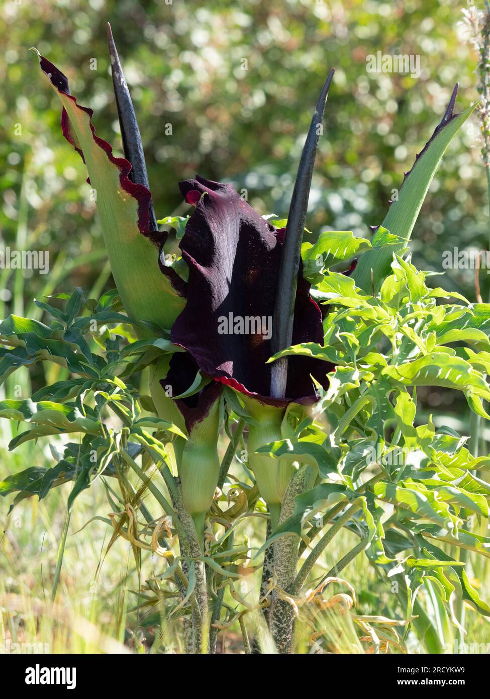 Dragon Arum in flower (Dracunculus vulgaris), Akrotiri Peninsula, Crete ...