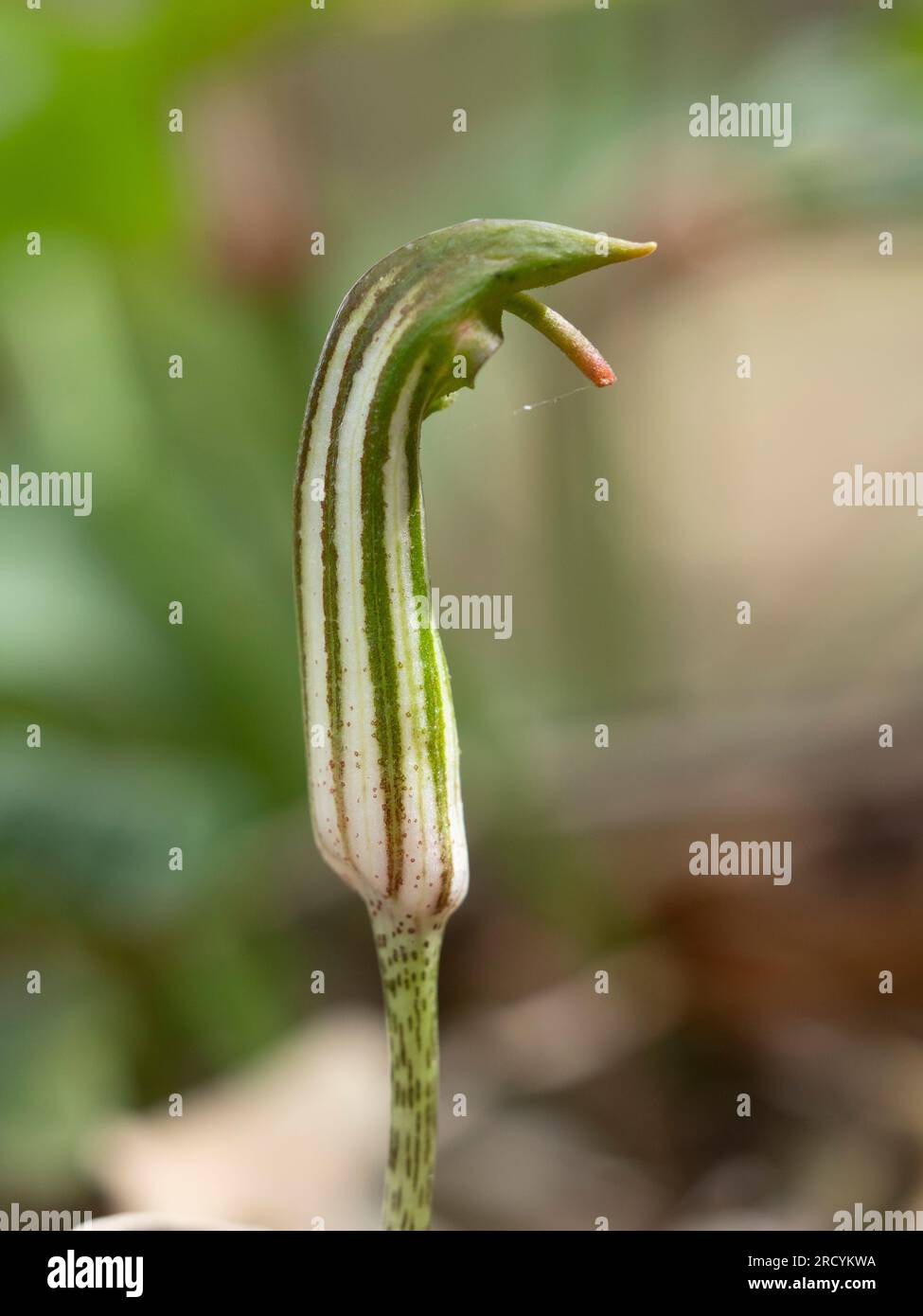 Friar's Cowl or Larus (Arisarum vulgare) Crete, Greece, April Stock ...