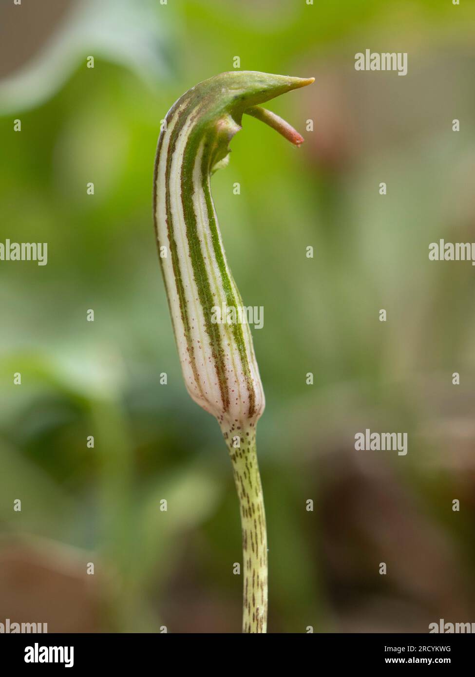 Friar's Cowl or Larus (Arisarum vulgare) Crete, Greece, April Stock ...