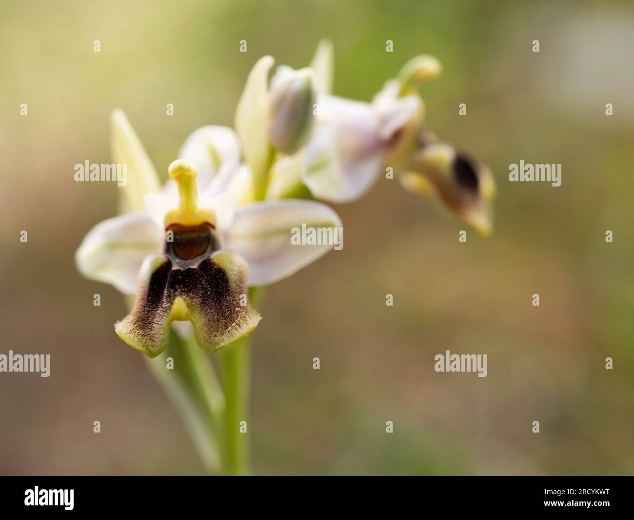 Sawfly orchid (Ophrys tenthredinifera) in flower, Gious Kambos, near ...