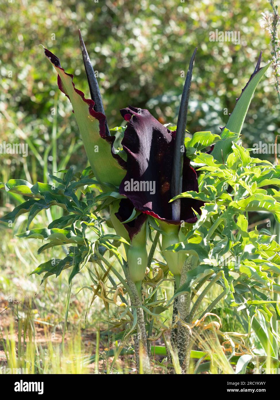 Dragon Arum in flower (Dracunculus vulgaris), Akrotiri Peninsula, Crete ...
