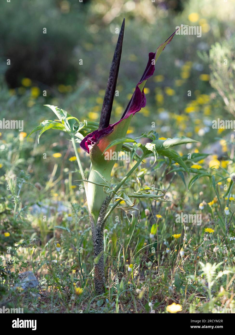 Dragon Arum in flower (Dracunculus vulgaris), Akrotiri Peninsula, Crete ...