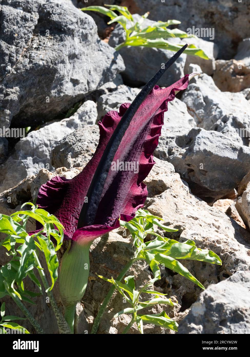 Dragon Arum in flower (Dracunculus vulgaris), Akrotiri Peninsula, Crete ...