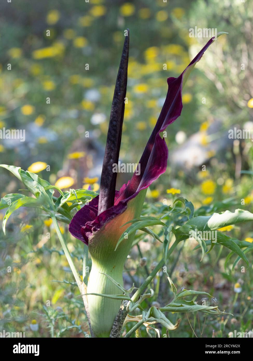 Dragon Arum in flower (Dracunculus vulgaris), Akrotiri Peninsula, Crete ...
