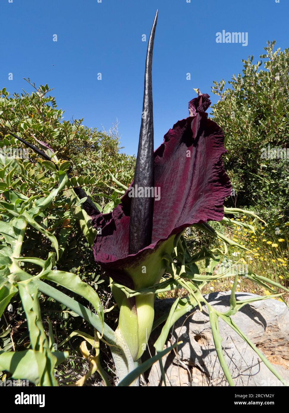Dragon Arum in flower (Dracunculus vulgaris), Akrotiri Peninsula, Crete ...