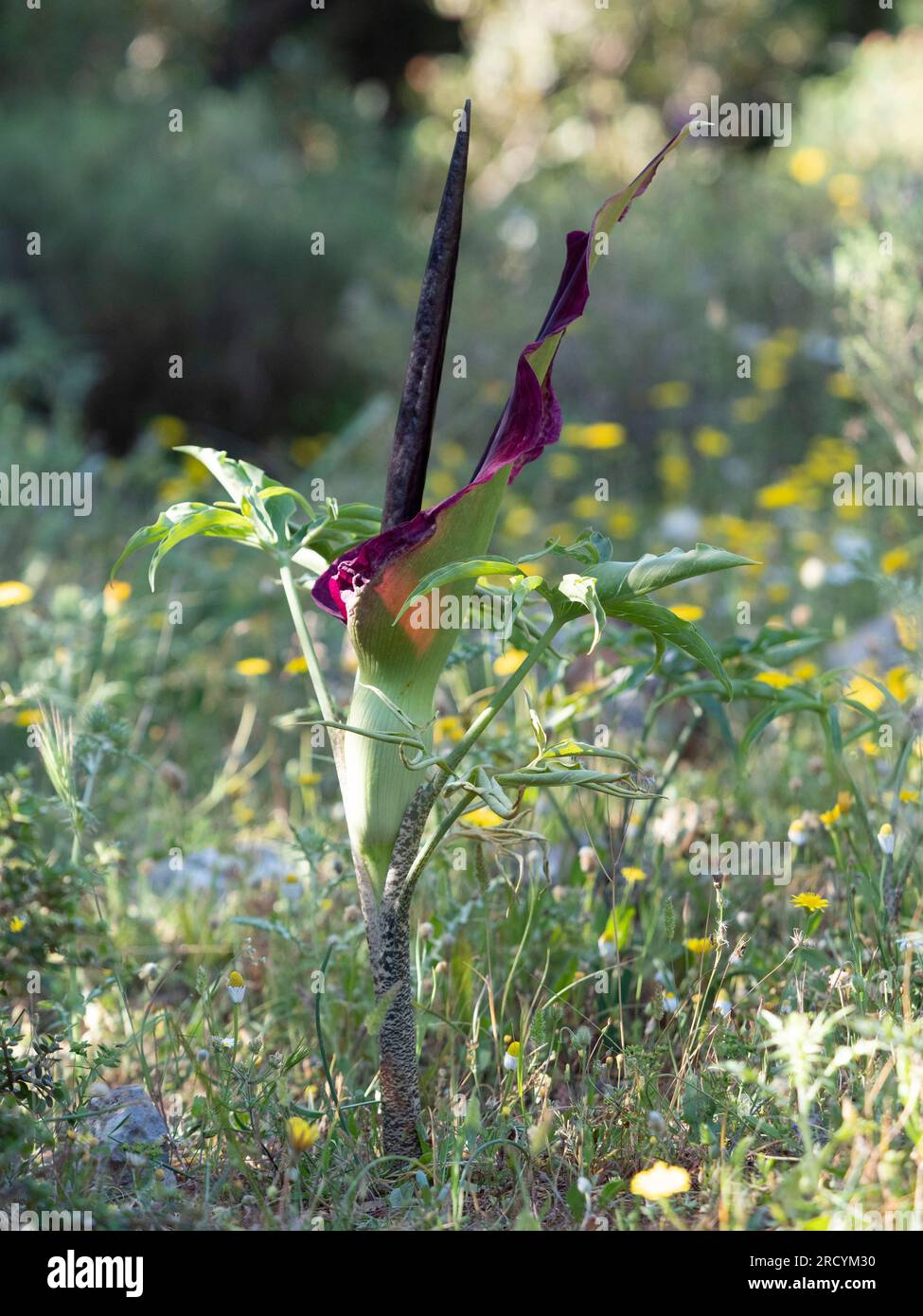 Dragon Arum in flower (Dracunculus vulgaris), Akrotiri Peninsula, Crete ...