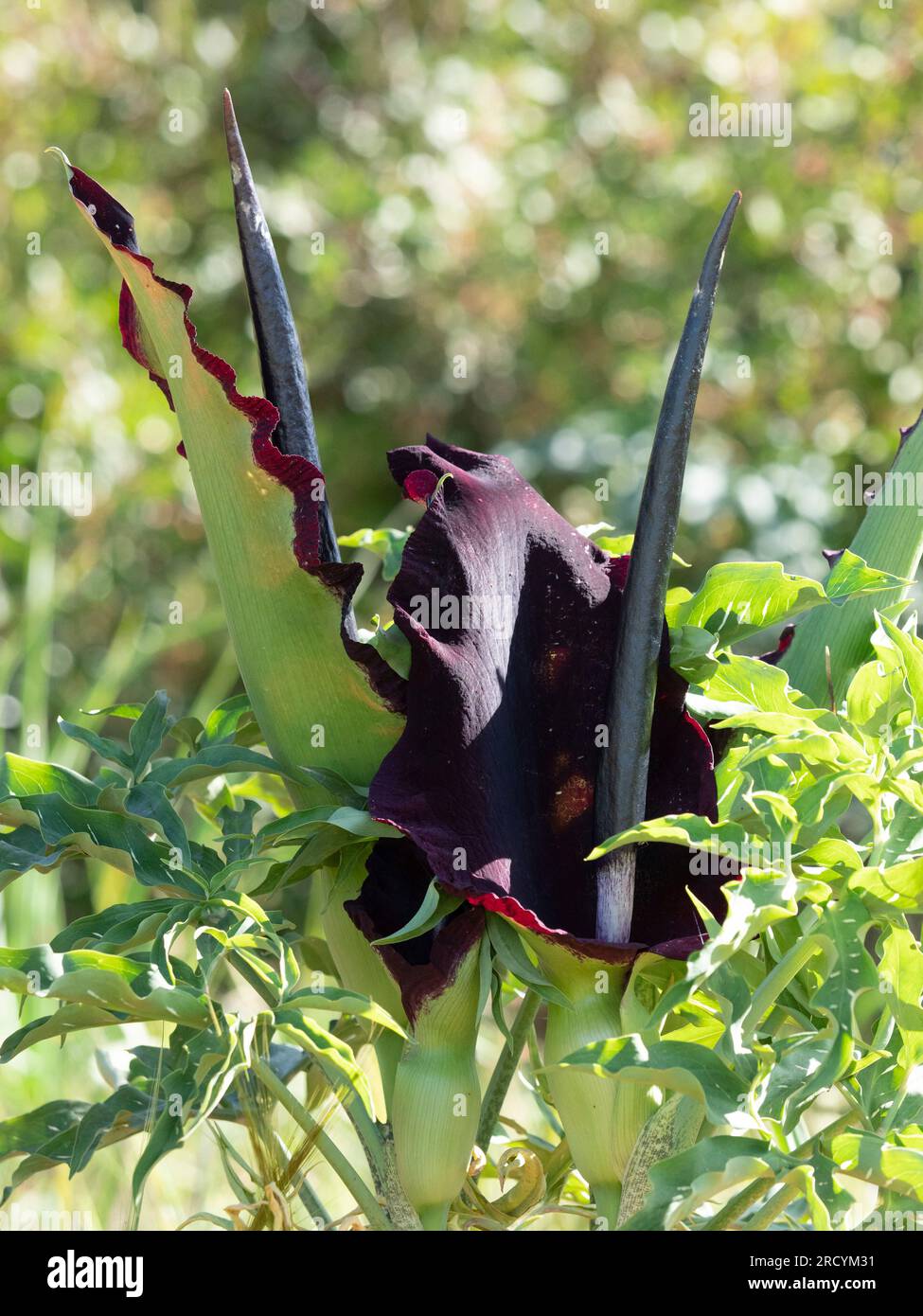 Dragon Arum in flower (Dracunculus vulgaris), Akrotiri Peninsula, Crete ...