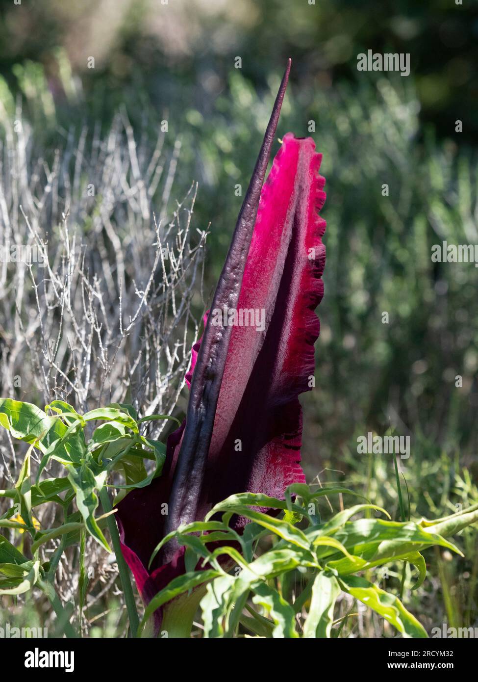 Dragon Arum in flower (Dracunculus vulgaris), Akrotiri Peninsula, Crete ...