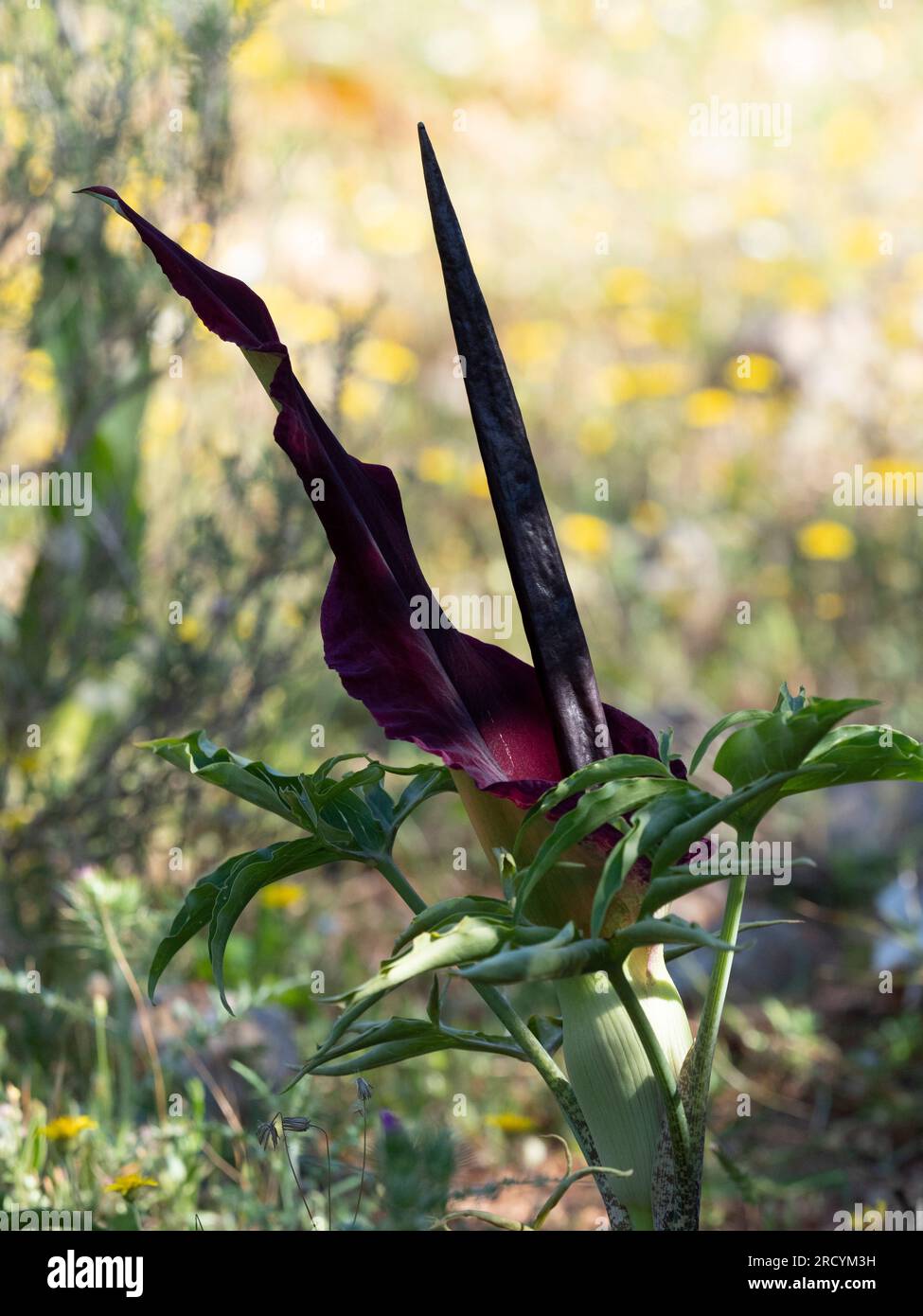 Dragon Arum in flower (Dracunculus vulgaris), Akrotiri Peninsula, Crete ...