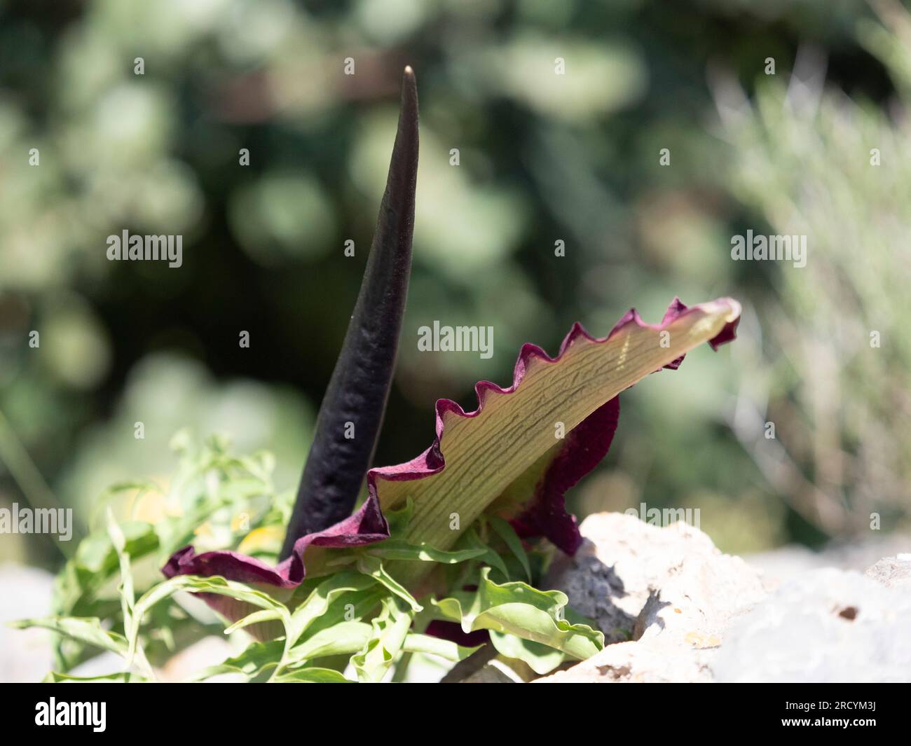 Dragon Arum in flower (Dracunculus vulgaris), Akrotiri Peninsula, Crete ...