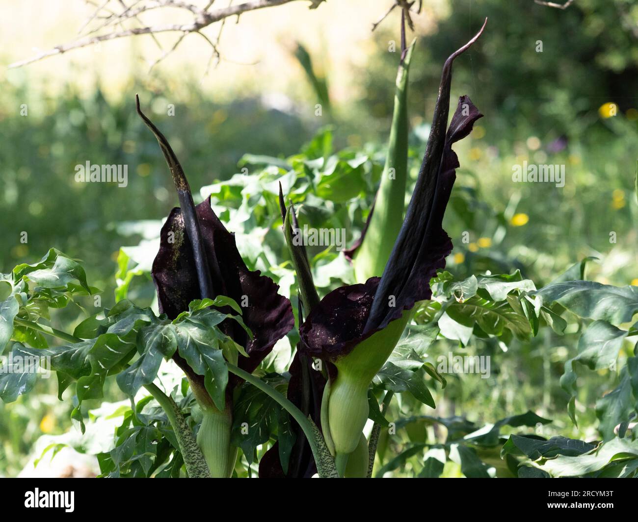 Dragon Arum in flower (Dracunculus vulgaris), Akrotiri Peninsula, Crete ...