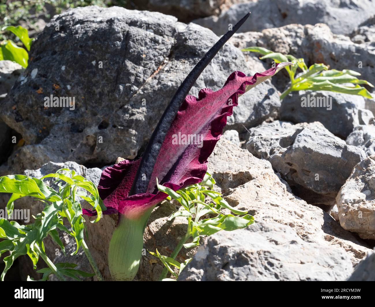 Dragon Arum in flower (Dracunculus vulgaris), Akrotiri Peninsula, Crete ...