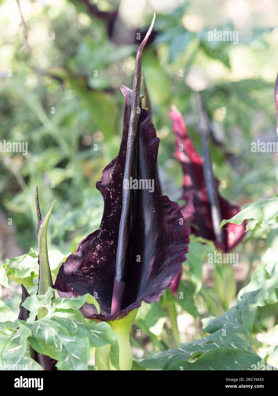 Dragon Arum in flower (Dracunculus vulgaris), Akrotiri Peninsula, Crete ...