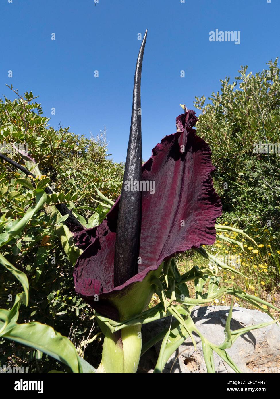 Dragon Arum in flower (Dracunculus vulgaris), Akrotiri Peninsula, Crete ...