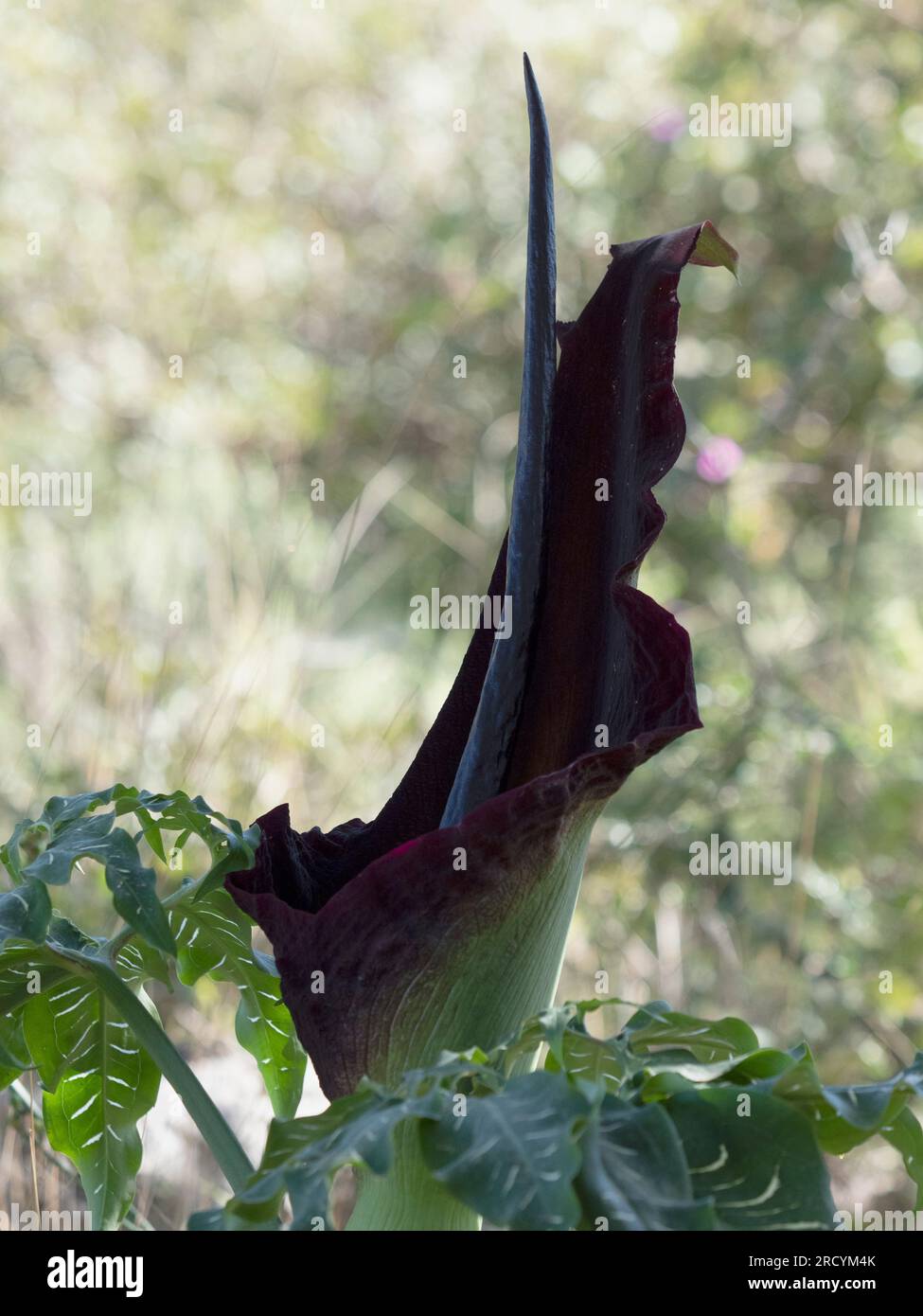 Dragon Arum in flower (Dracunculus vulgaris), Akrotiri Peninsula, Crete ...