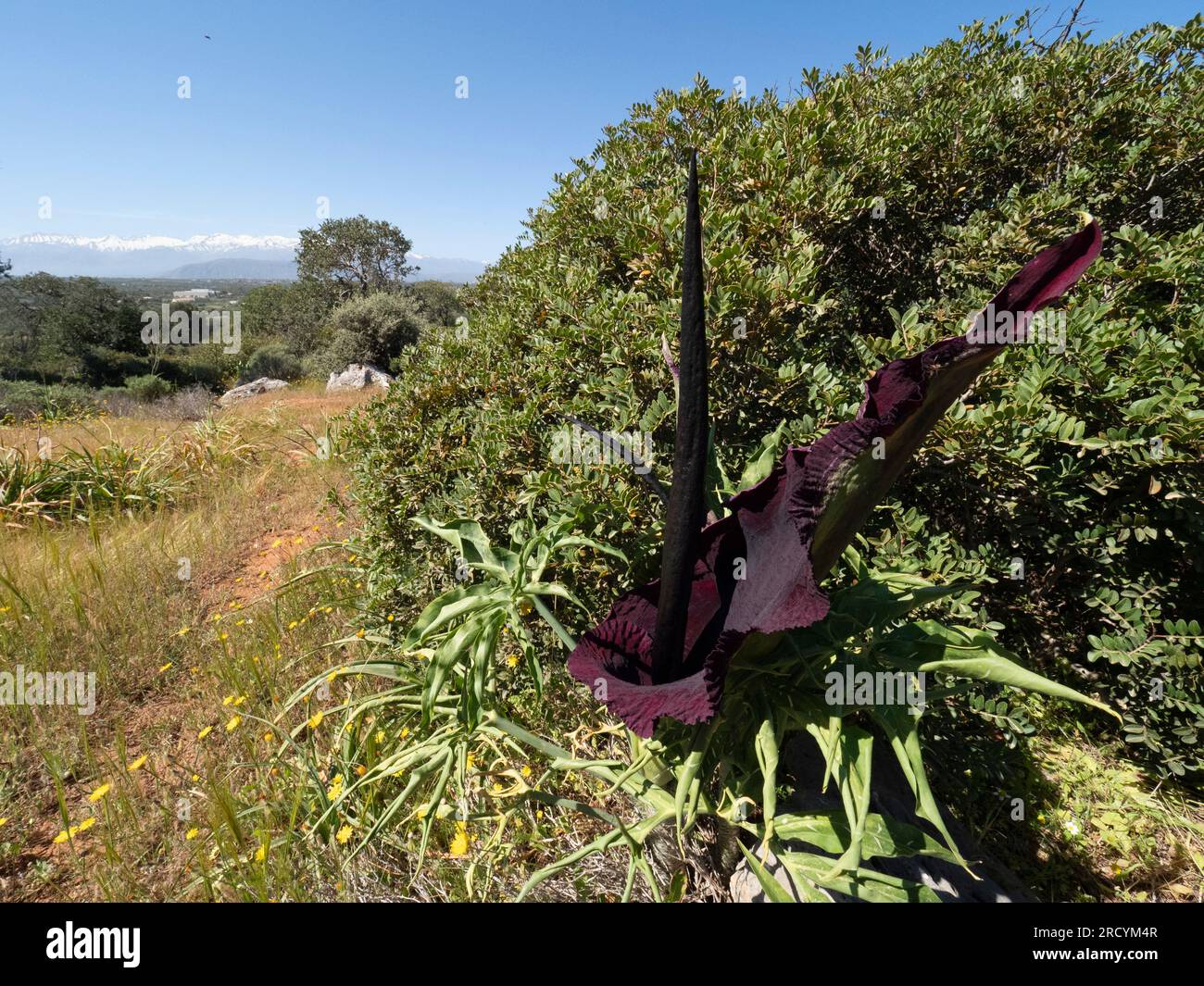 Dragon Arum in flower (Dracunculus vulgaris), Akrotiri Peninsula, Crete ...