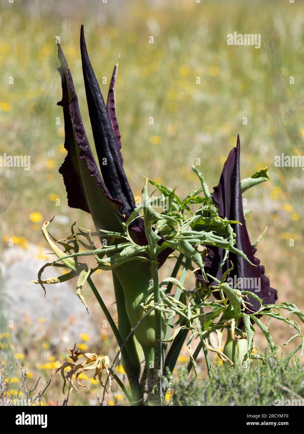 Dragon Arum in flower (Dracunculus vulgaris), Akrotiri Peninsula, Crete ...