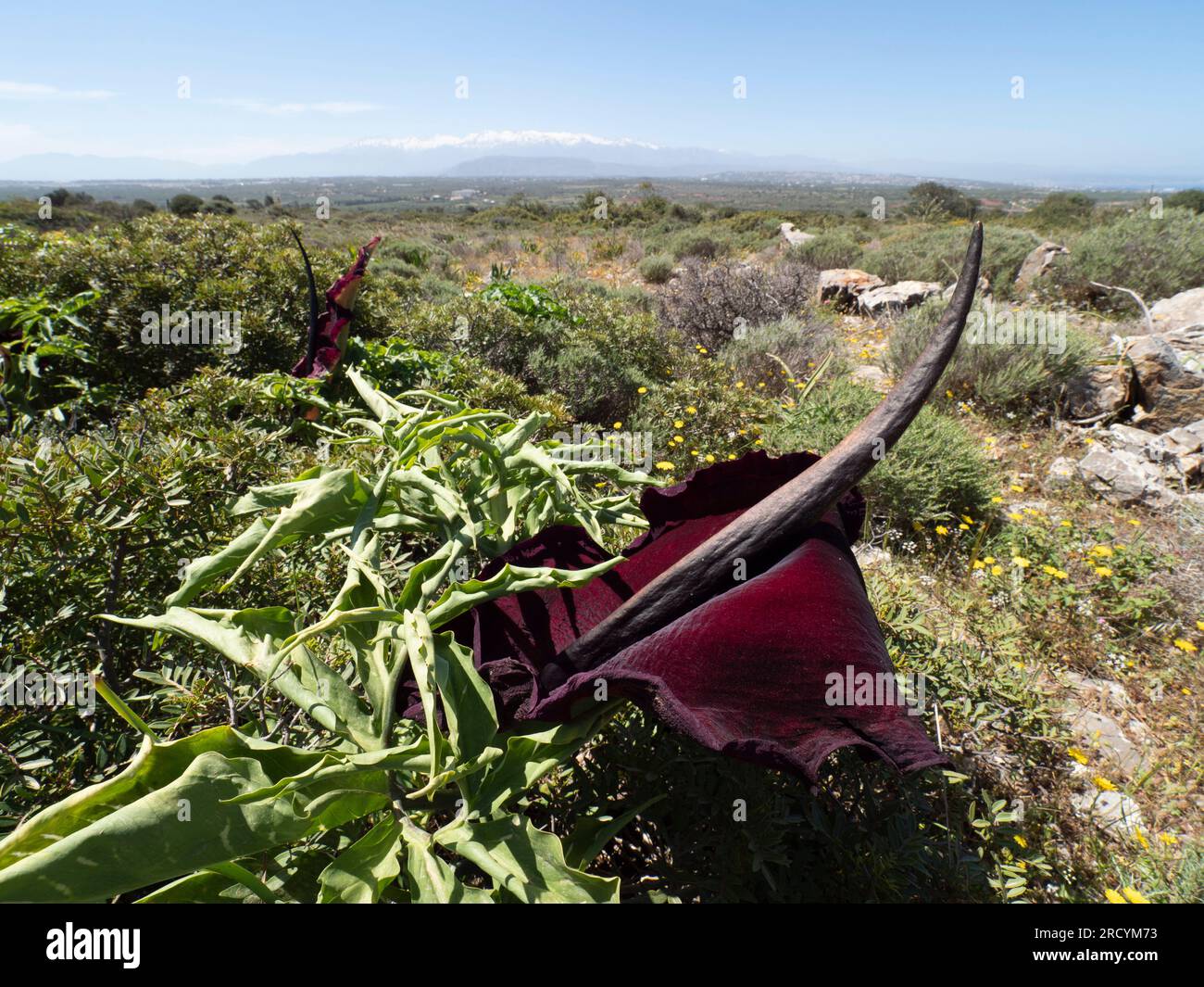 Dragon Arum in flower (Dracunculus vulgaris), Akrotiri Peninsula, Crete ...