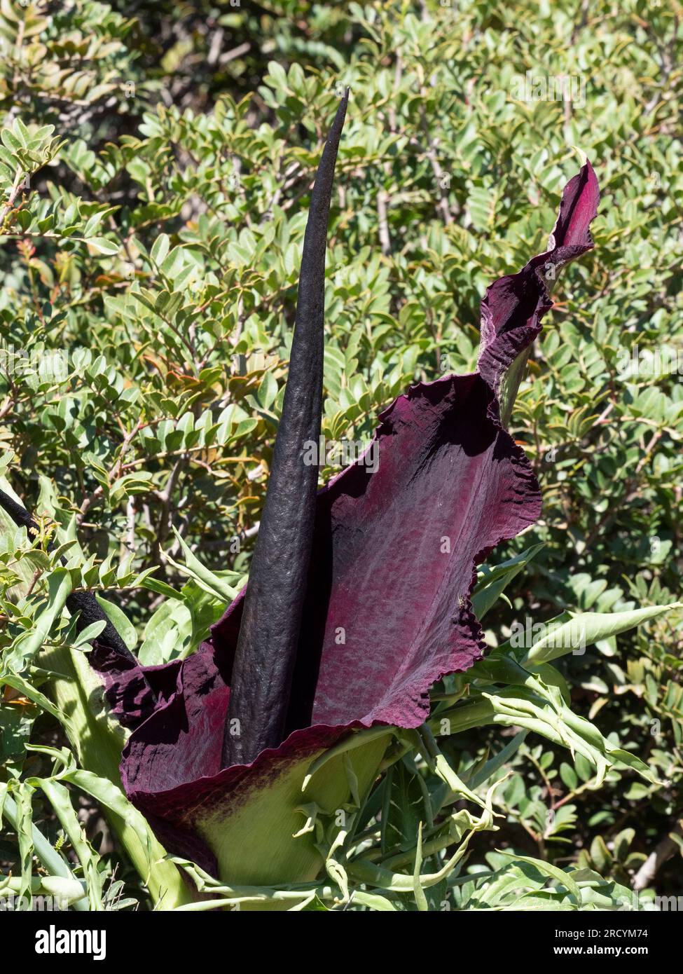 Dragon Arum in flower (Dracunculus vulgaris), Akrotiri Peninsula, Crete ...