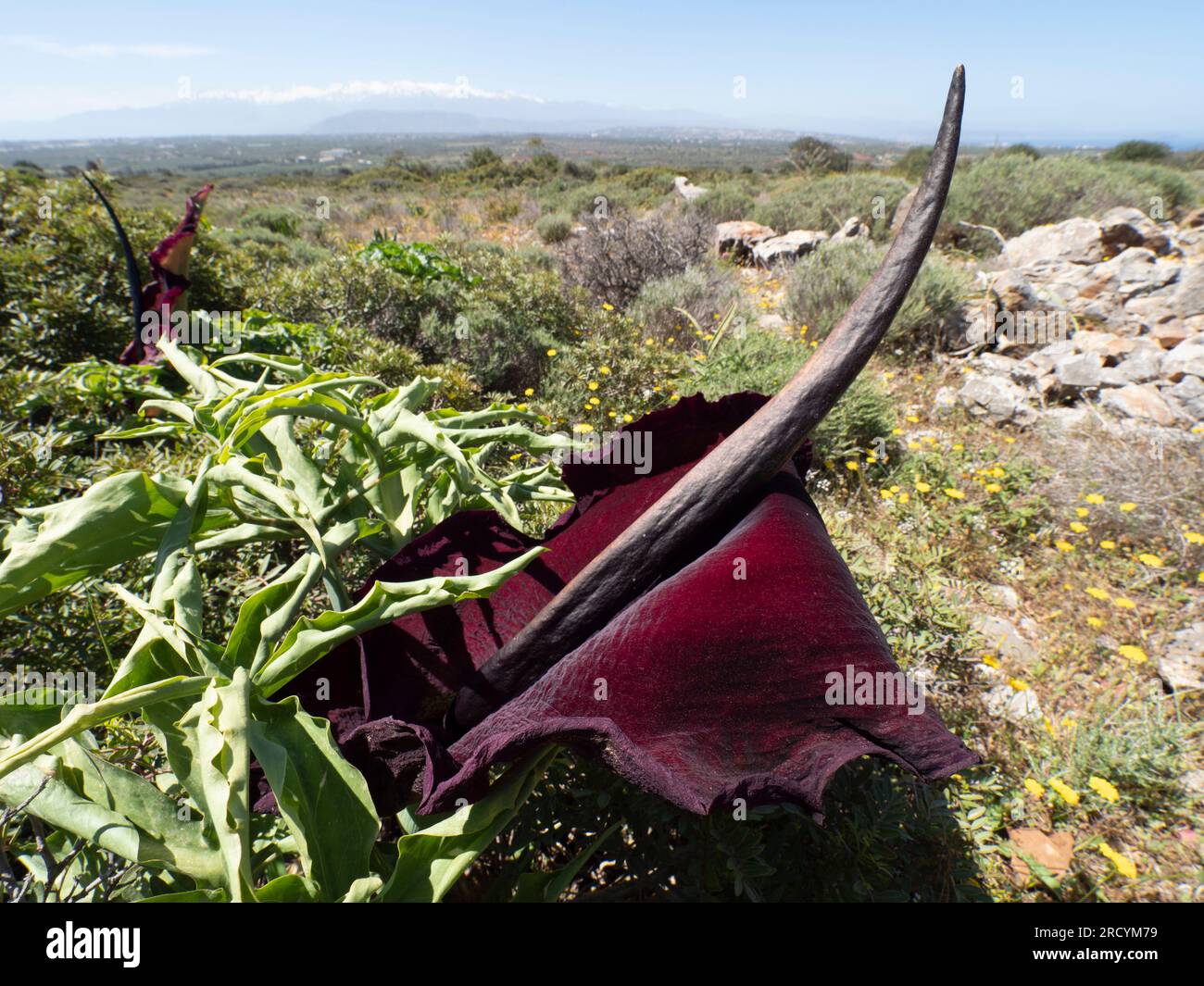 Dragon Arum in flower (Dracunculus vulgaris), Akrotiri Peninsula, Crete ...