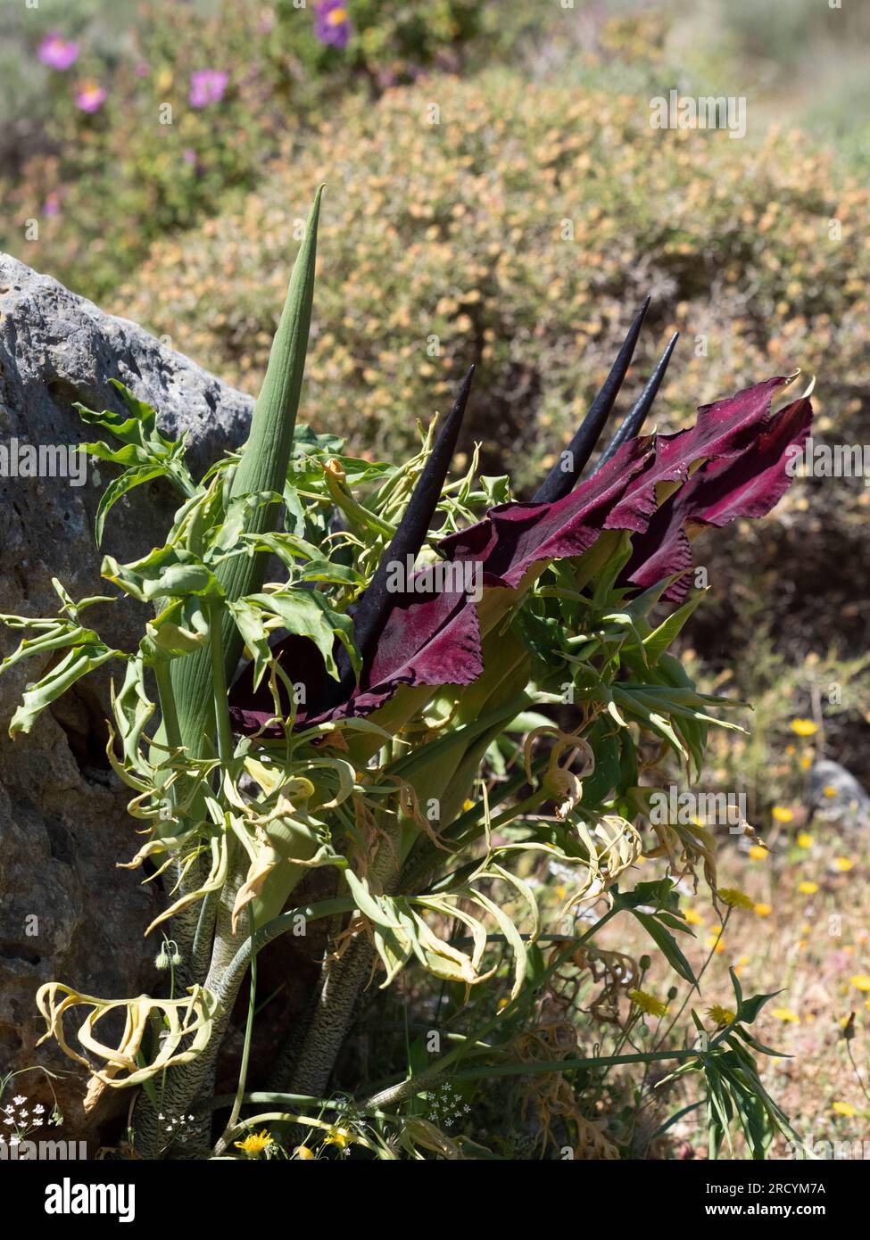 Dragon Arum in flower (Dracunculus vulgaris), Akrotiri Peninsula, Crete ...