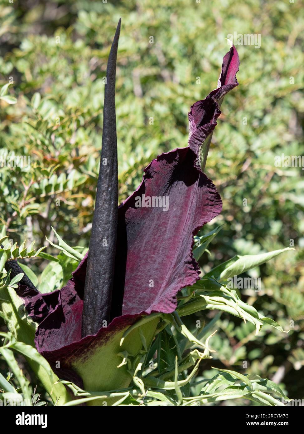 Dragon Arum in flower (Dracunculus vulgaris), Akrotiri Peninsula, Crete ...