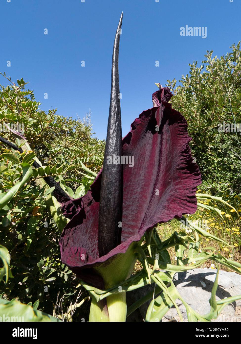 Dragon Arum in flower (Dracunculus vulgaris), Akrotiri Peninsula, Crete ...