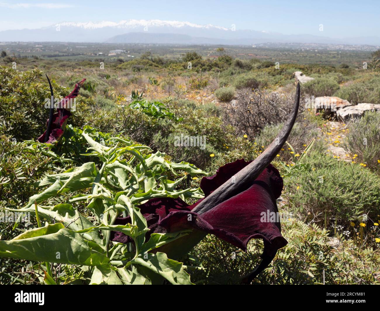 Dragon Arum in flower (Dracunculus vulgaris), Akrotiri Peninsula, Crete ...