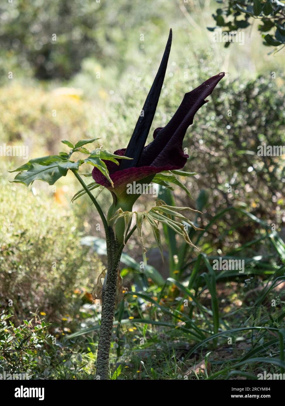 Dragon Arum in flower (Dracunculus vulgaris), Akrotiri Peninsula, Crete ...