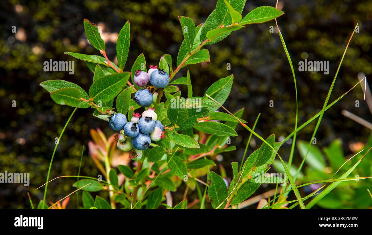 Close up from wild blueberries in Maine Stock Photo - Alamy