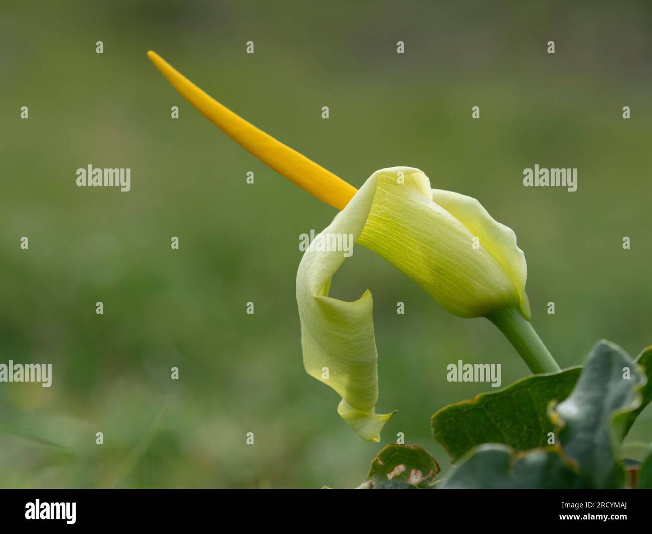 Yellow Cretan Arum (Arum creticum), Kotsifou Gorge, Crete, Greece Stock ...