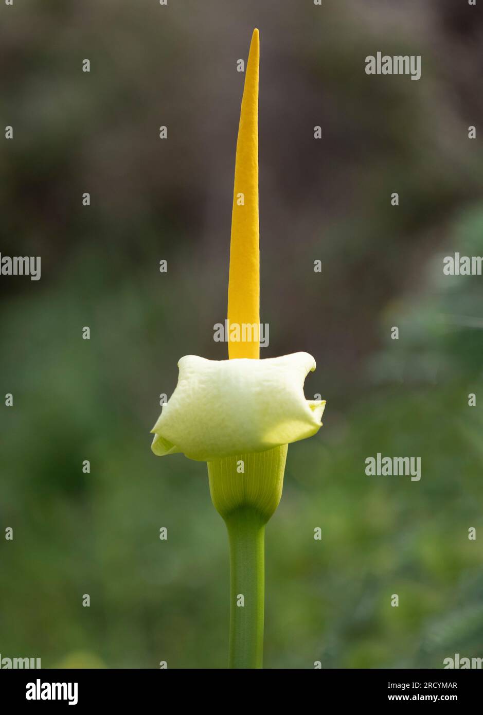 Yellow Cretan Arum (Arum creticum), Kotsifou Gorge, Crete, Greece Stock ...