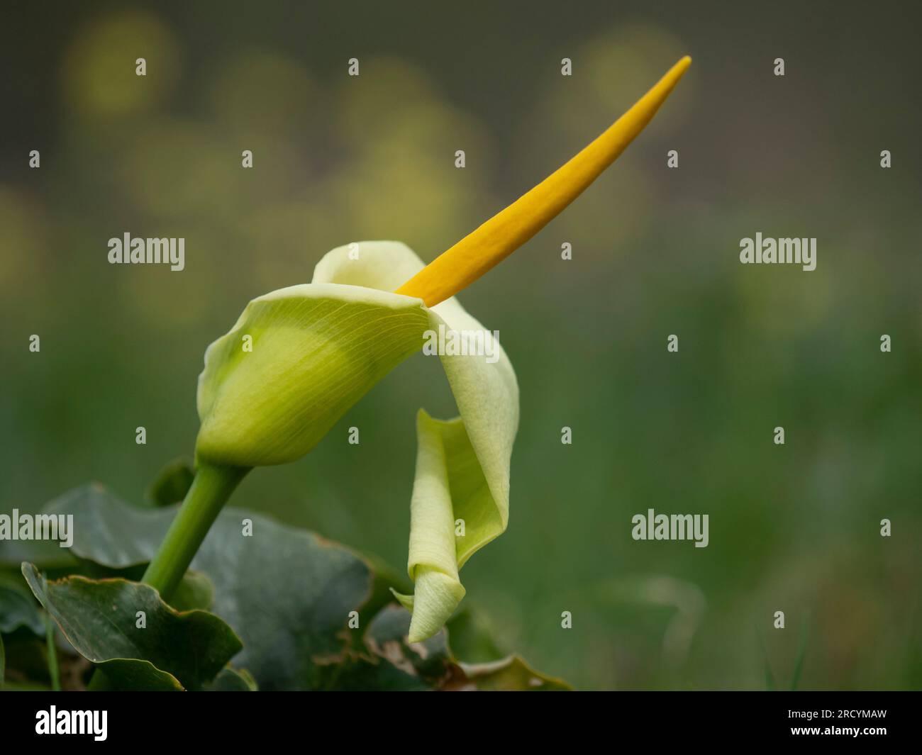 Yellow Cretan Arum (Arum creticum), Kotsifou Gorge, Crete, Greece Stock ...