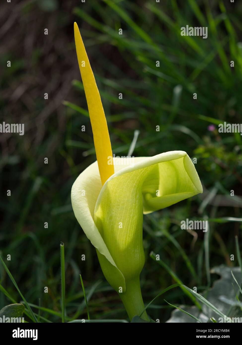 Yellow Cretan Arum (Arum creticum), Kotsifou Gorge, Crete, Greece Stock ...