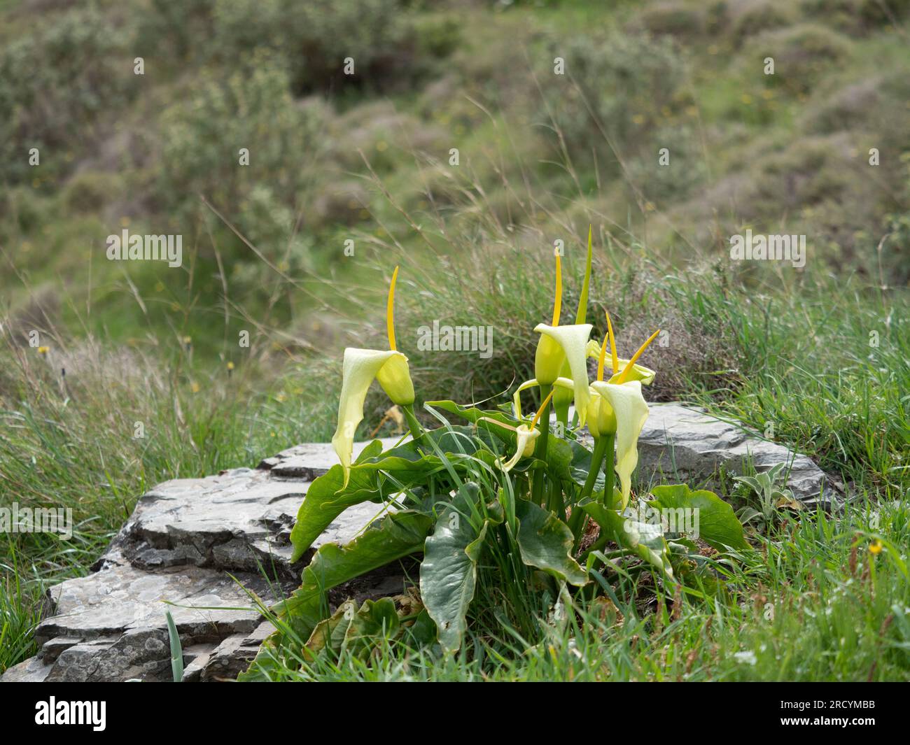 Yellow Cretan Arum (Arum creticum), Kotsifou Gorge, Crete, Greece Stock ...