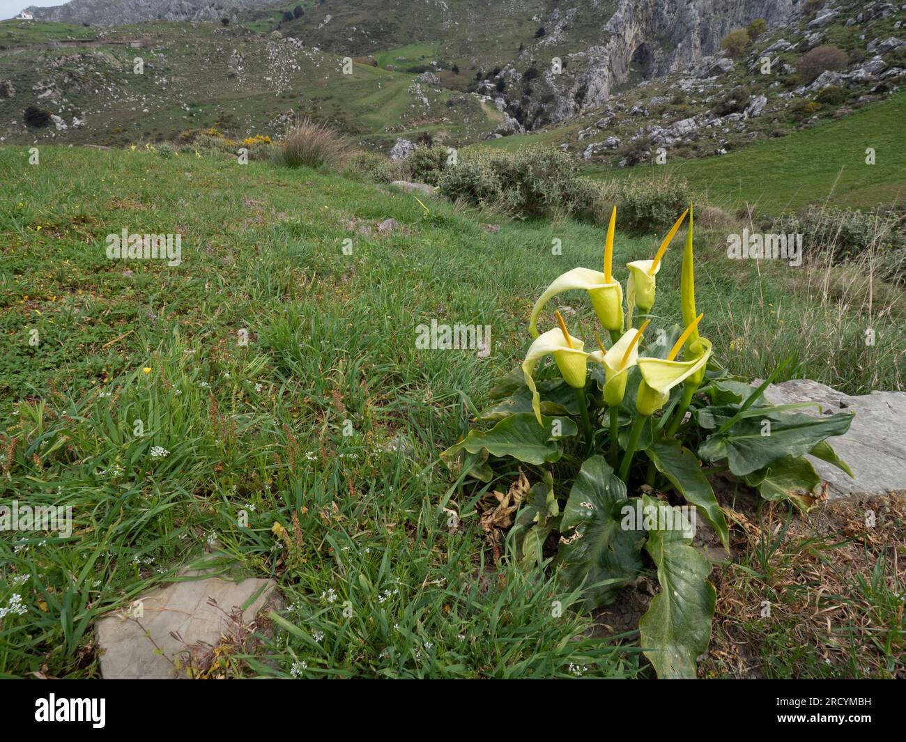 Yellow Cretan Arum (Arum creticum), Kotsifou Gorge, Crete, Greece Stock ...