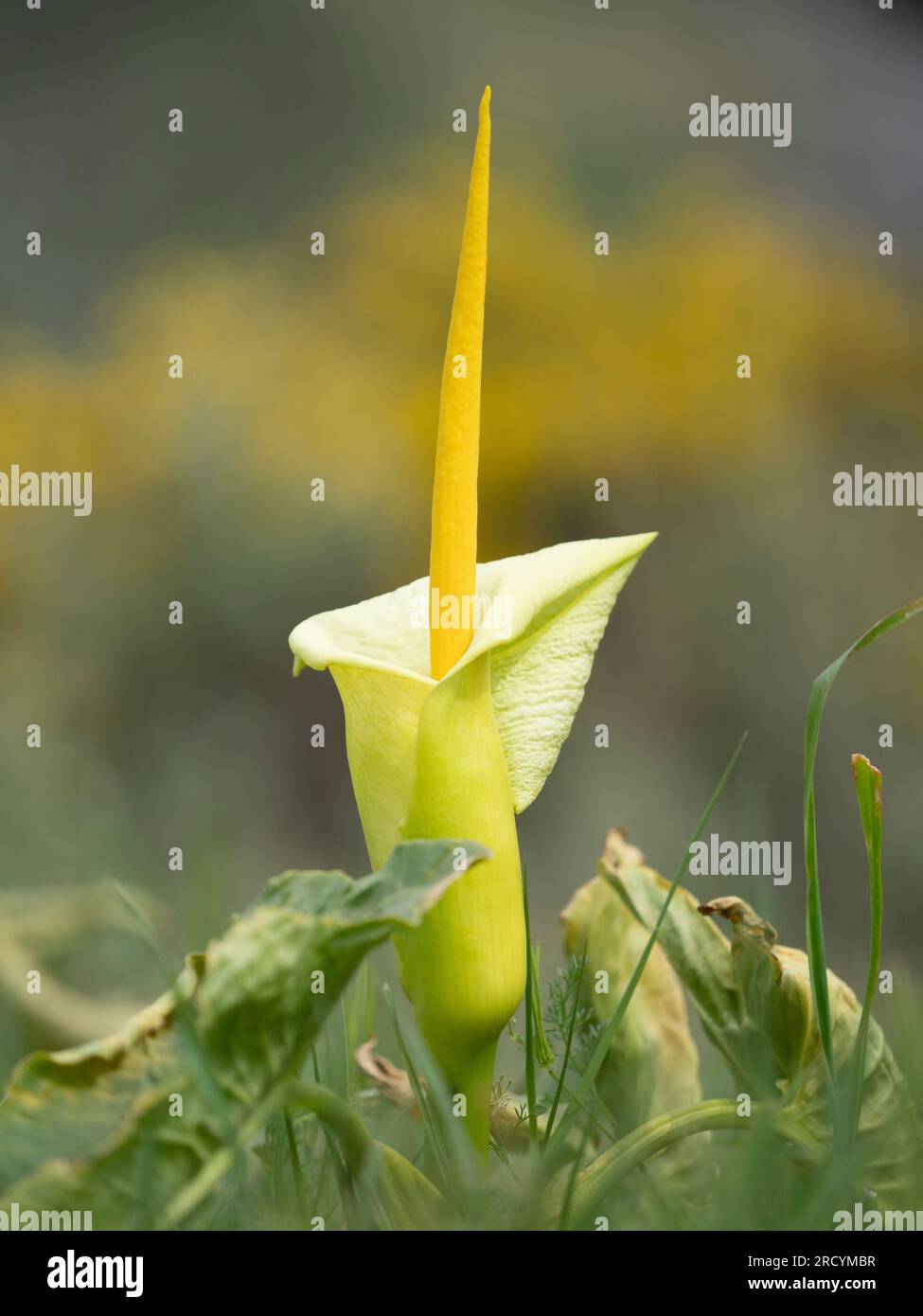 Yellow Cretan Arum (Arum creticum), Kotsifou Gorge, Crete, Greece Stock ...