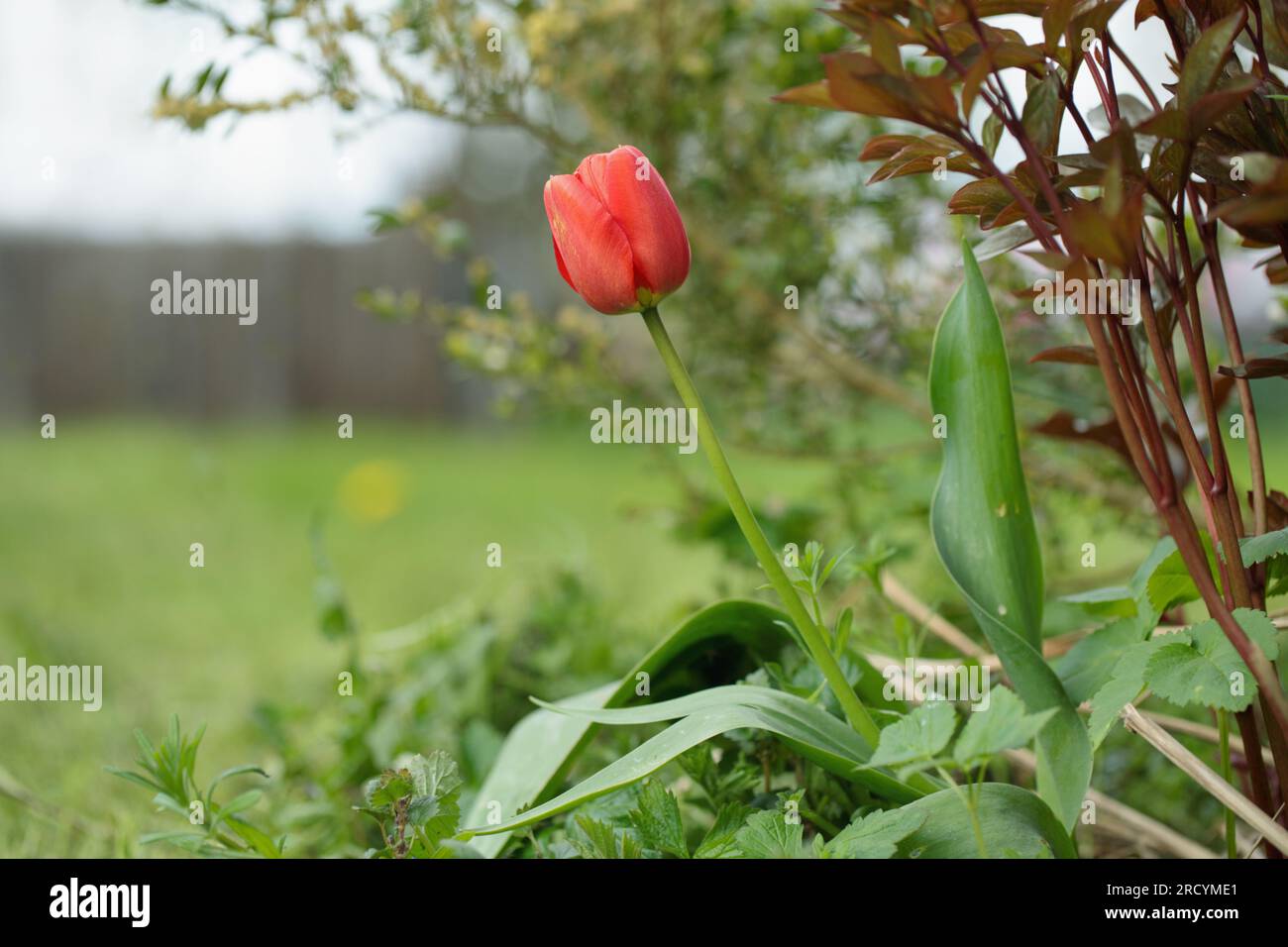 A single, wild growing, red tulip in a garden Stock Photo - Alamy