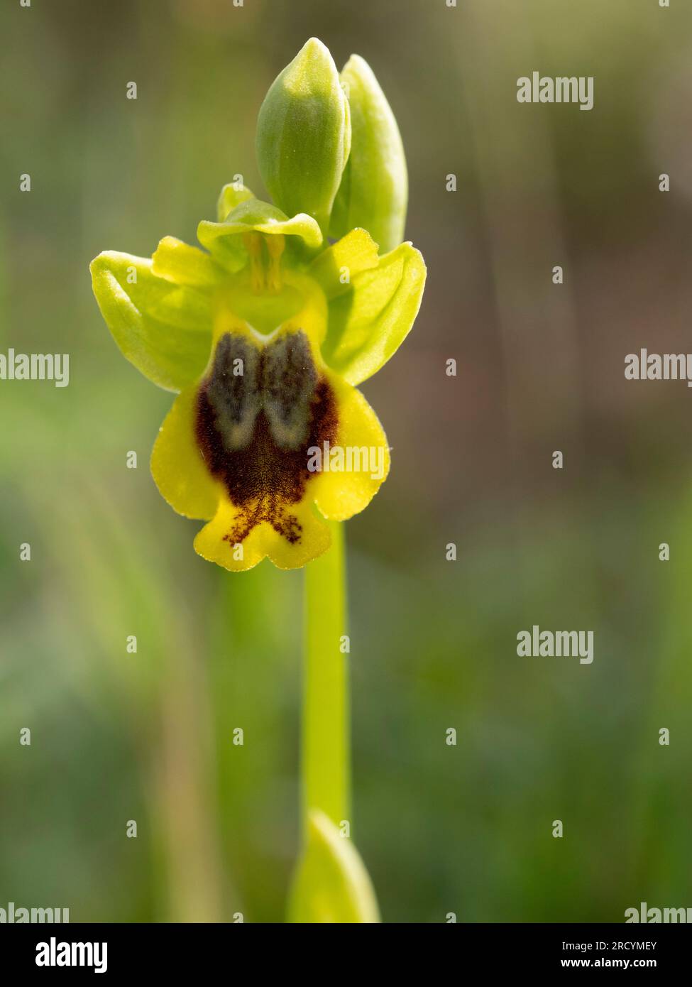 Yellow Bee Orchid (Ophrys lutea subsp. phryganae), Gious Kambos, Spili ...